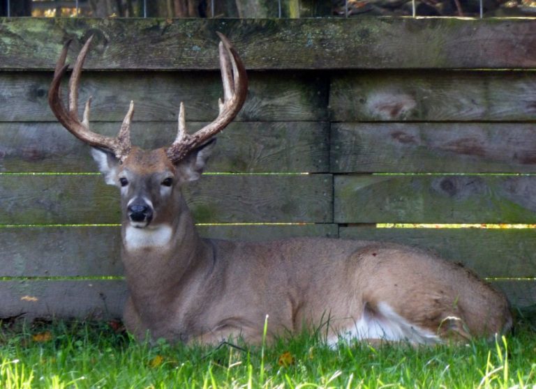 PA Great Outdoors: 29 Years of Friendly Deer at Cook Forest’s Double ...